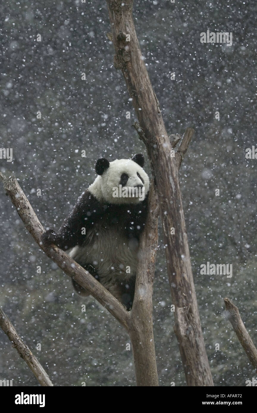 Giant panda climbing the tree in the forest in snow Wolong Panda ...