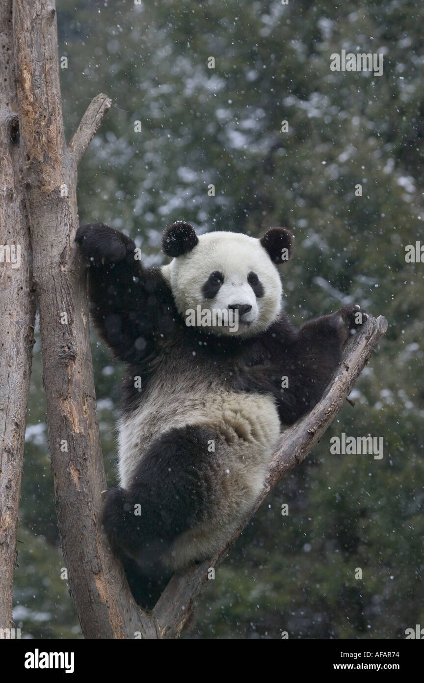 Giant panda climbing the tree in the forest in snow Wolong Panda ...