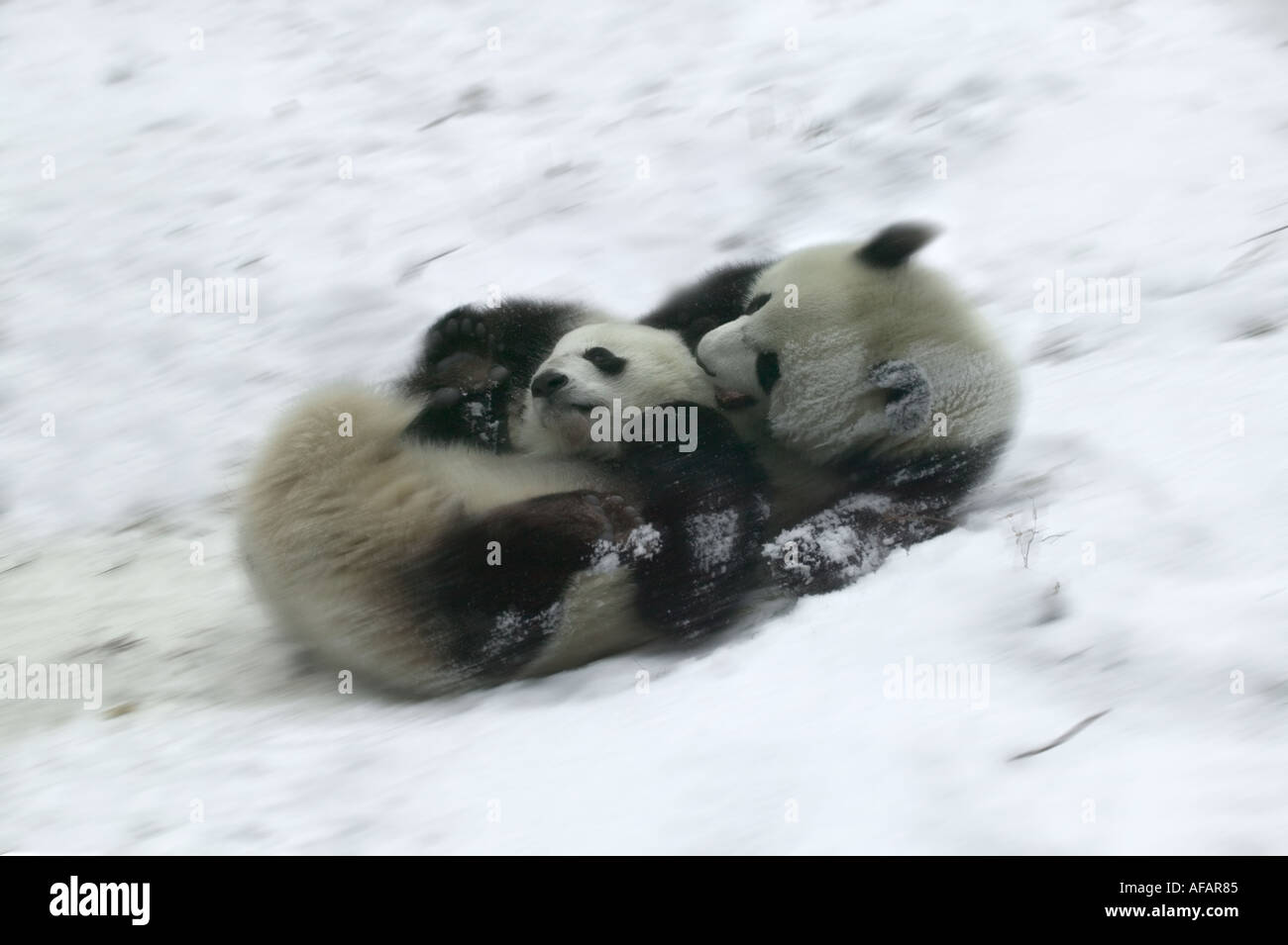 Panda playing snow hi-res stock photography and images - Alamy