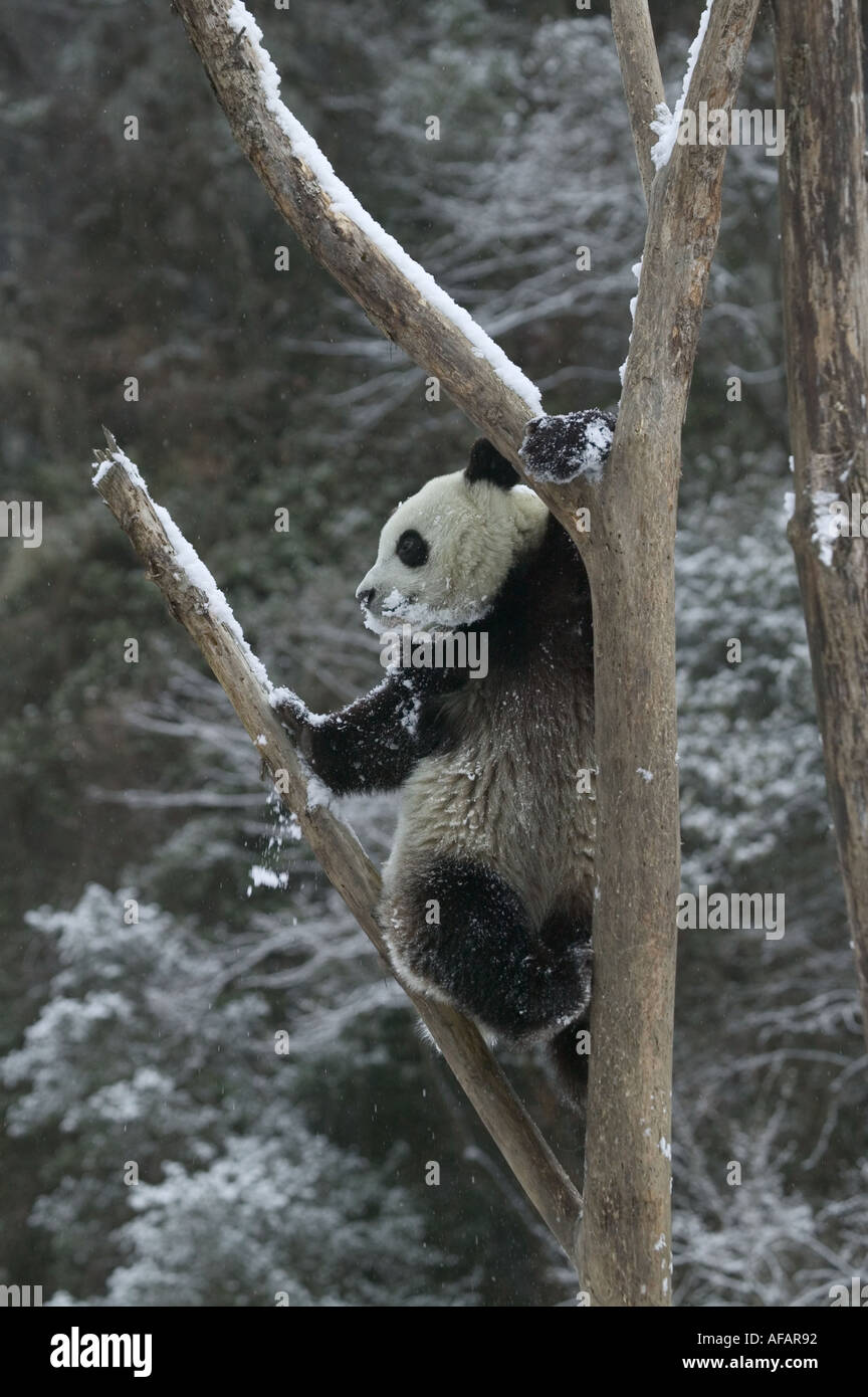 Giant panda climbing the tree in the forest in snow Wolong Panda ...