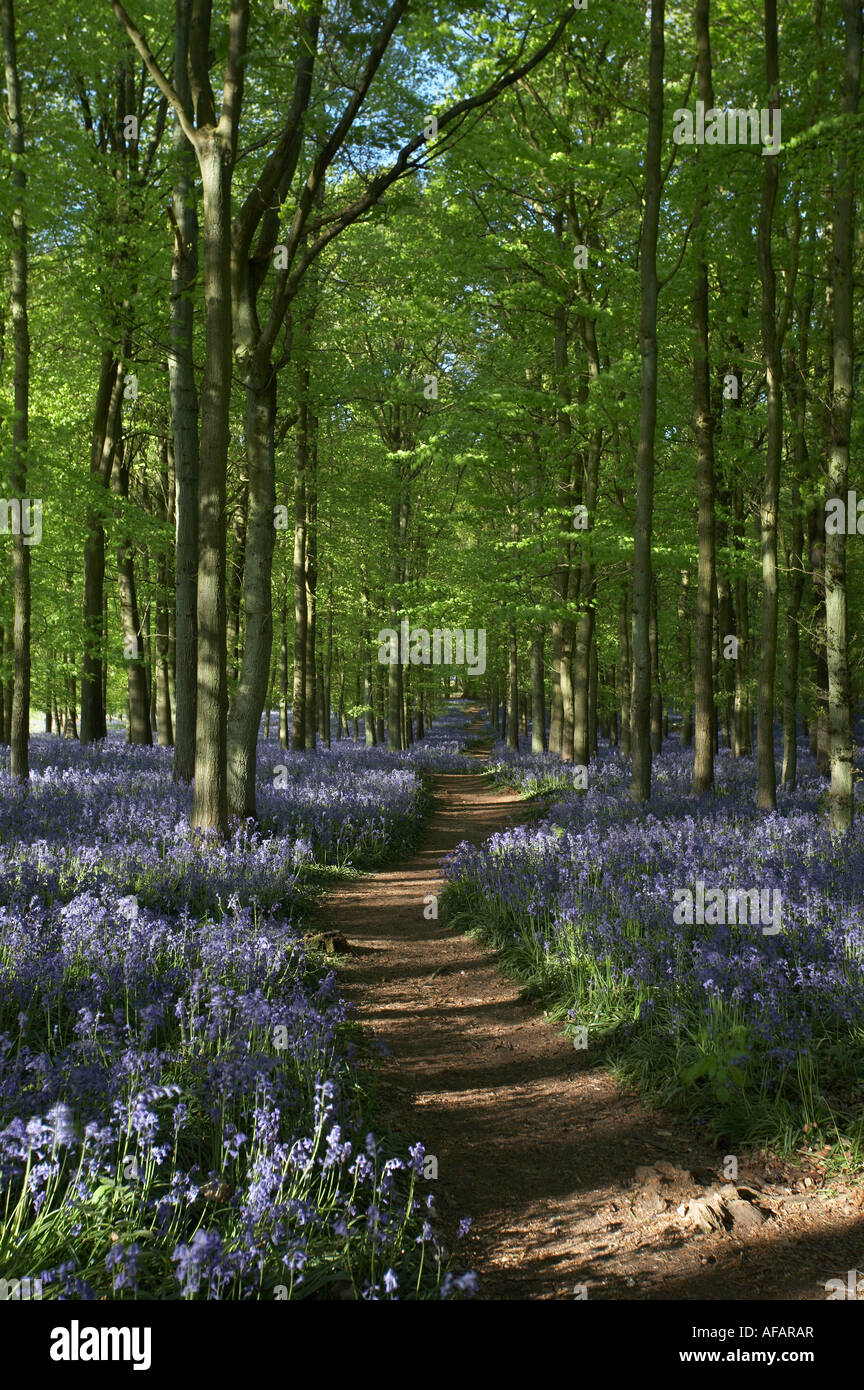 English Bluebell woods in spring (Hyacinthoides non-scripta Stock Photo ...