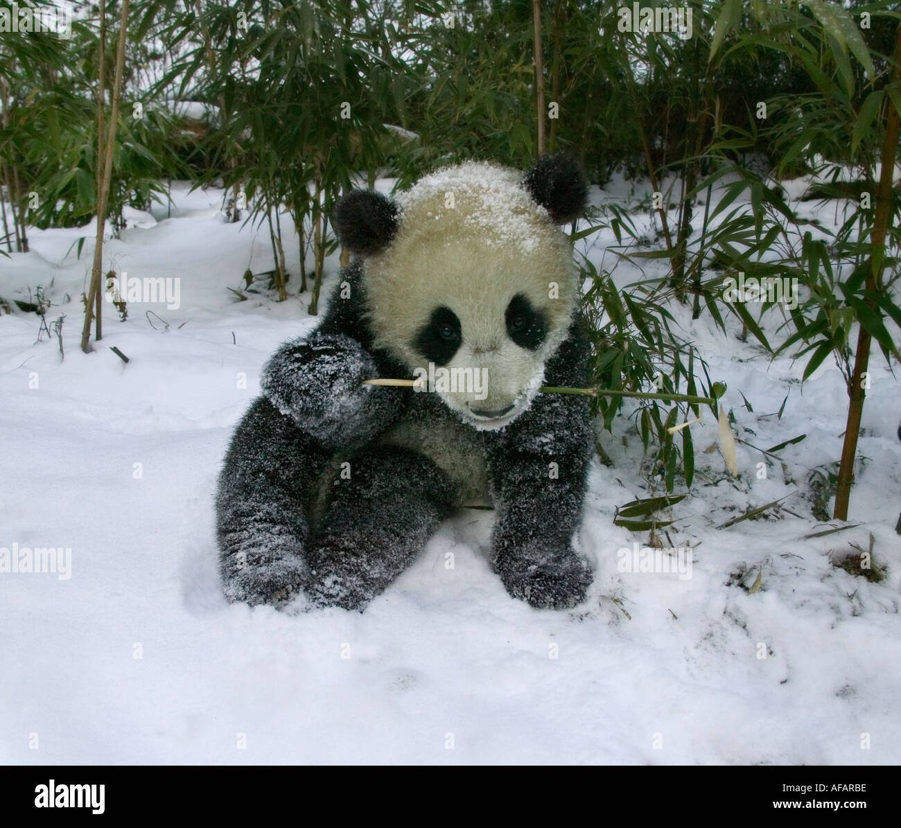 5-month old Giant panda cub on snow Wolong Panda Reserve Sichuan ...