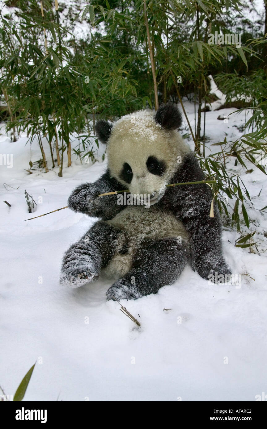 5-month old Giant panda cub on snow Wolong Panda Reserve Sichuan ...