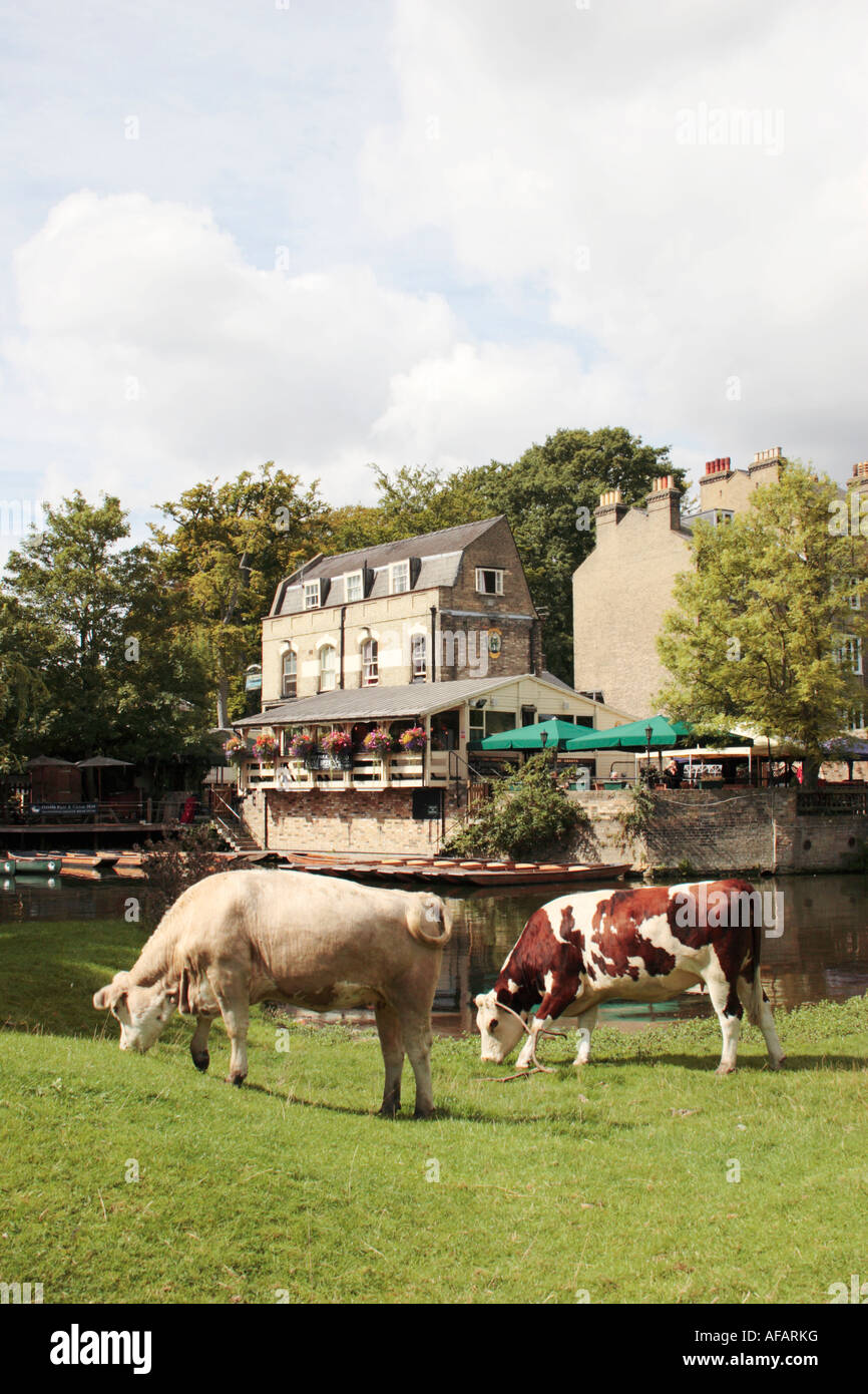 Cows at Newnham, Cambridge, England Stock Photo - Alamy