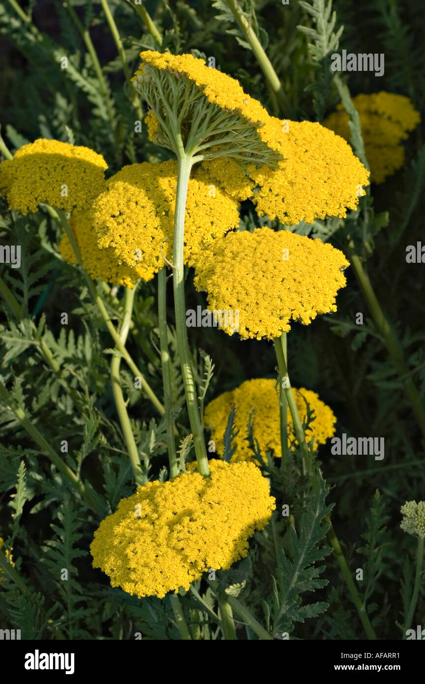 Yellow flowers of fernleaf yarrow Compositae Achillea filipendulina ...