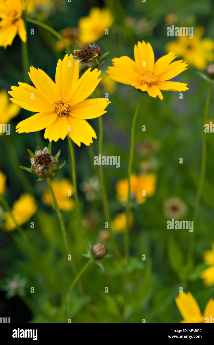 Yellow flowers closeup of star tickseed Compositae Coreopsis pubescens ...