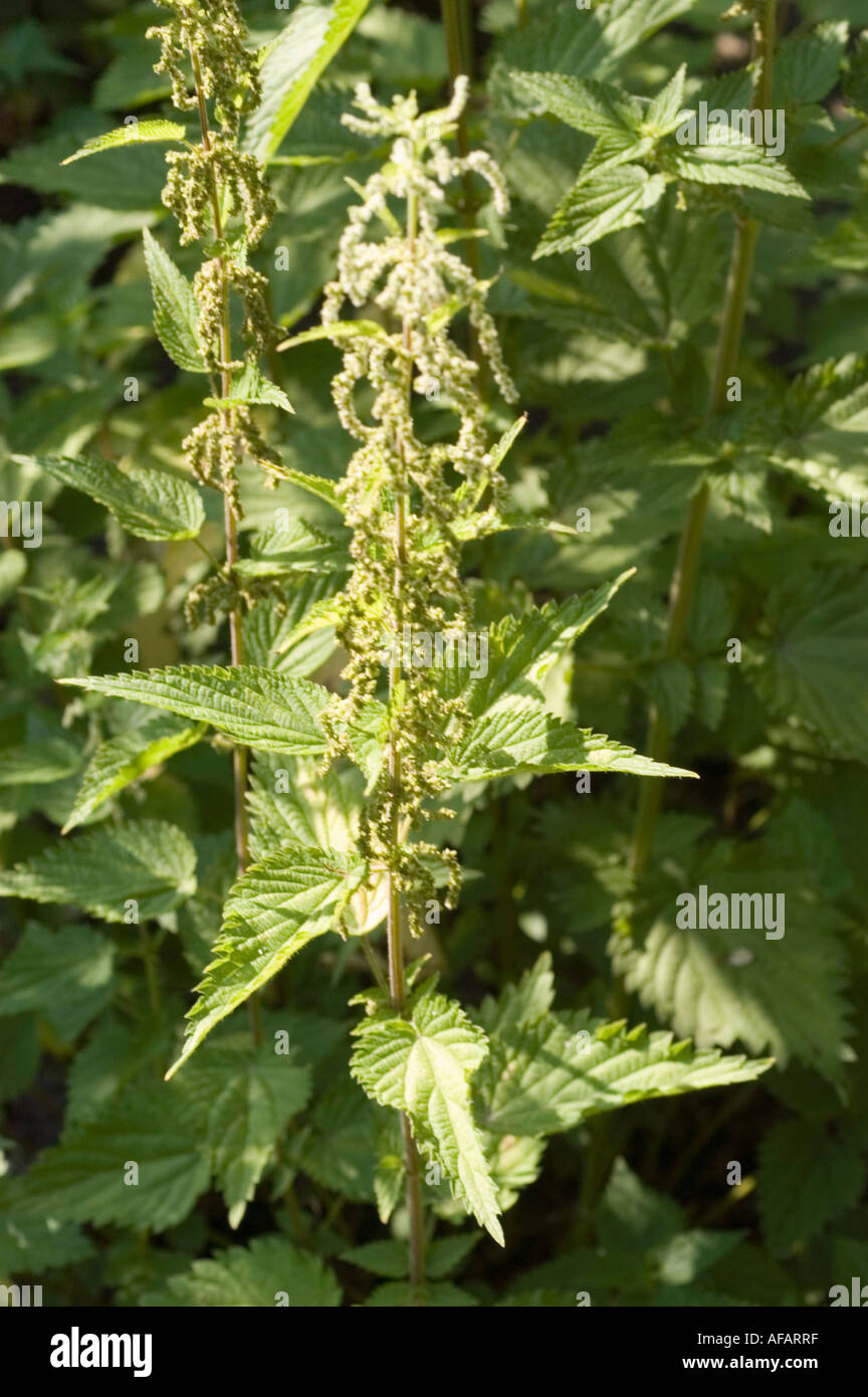 Common Nettle Urticaceae Urtica dioica Europe northern Africa Asia ...