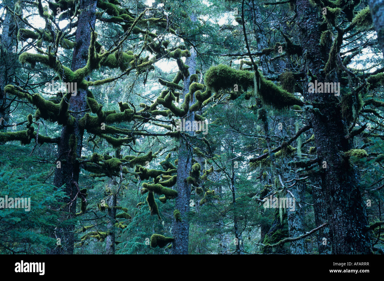 USA Alaska Kenai Fjords National Park Moss covered coastal rainforest ...