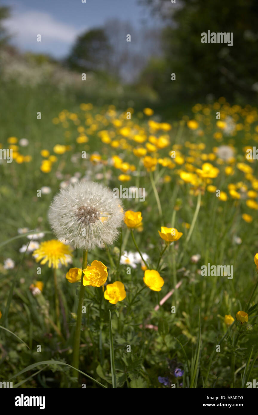 Dandelion and buttercups Stock Photo - Alamy
