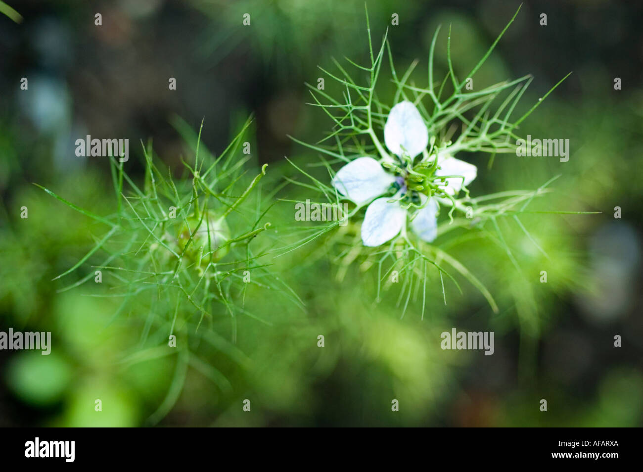 White small flower closeup of Black seed or black cumin or charnushka ...