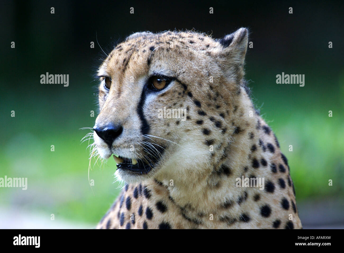King Cheetahs High Resolution Stock Photography and Images - Alamy
