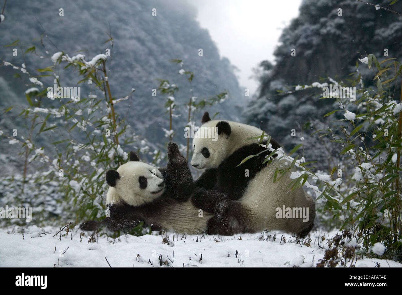 Two Giant pandas on snow Wolong Valley Sichuan Province China Stock ...