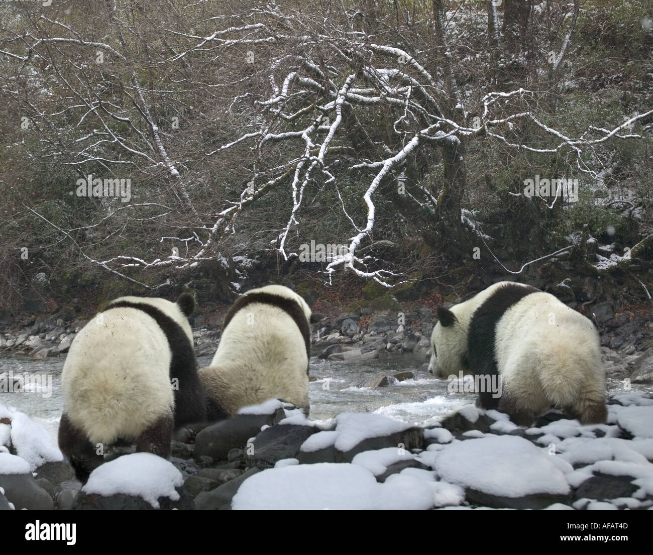 Three Giant pandas by the river in the valley on snow Wolong Valley ...