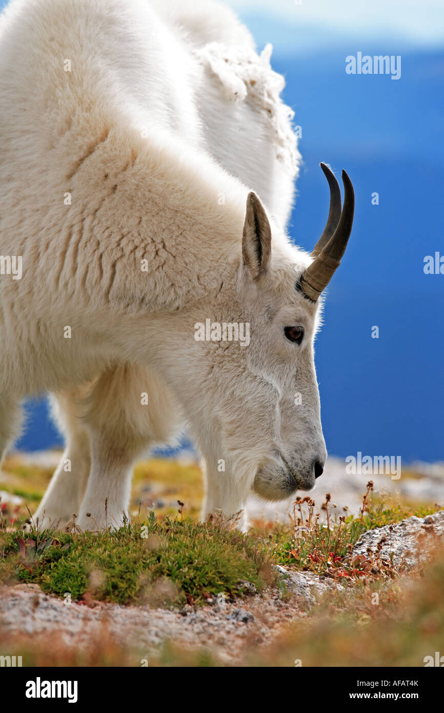 American goat hi-res stock photography and images - Alamy