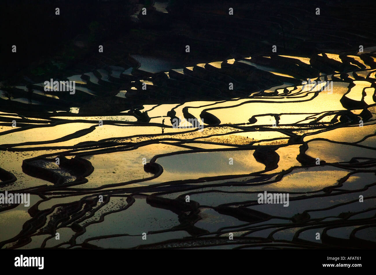 Landscape of water filled rice terraces at sunrise in the mountain ...