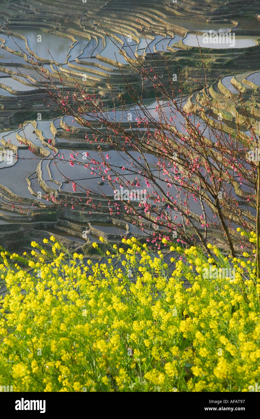 Canola flowers with water filled rice terraces in the mountain Yunnan ...