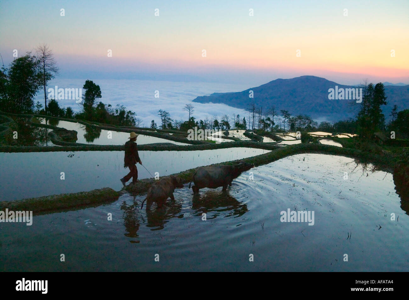 Farmer with water buffalo on water filled rice terraces at dawn in the ...