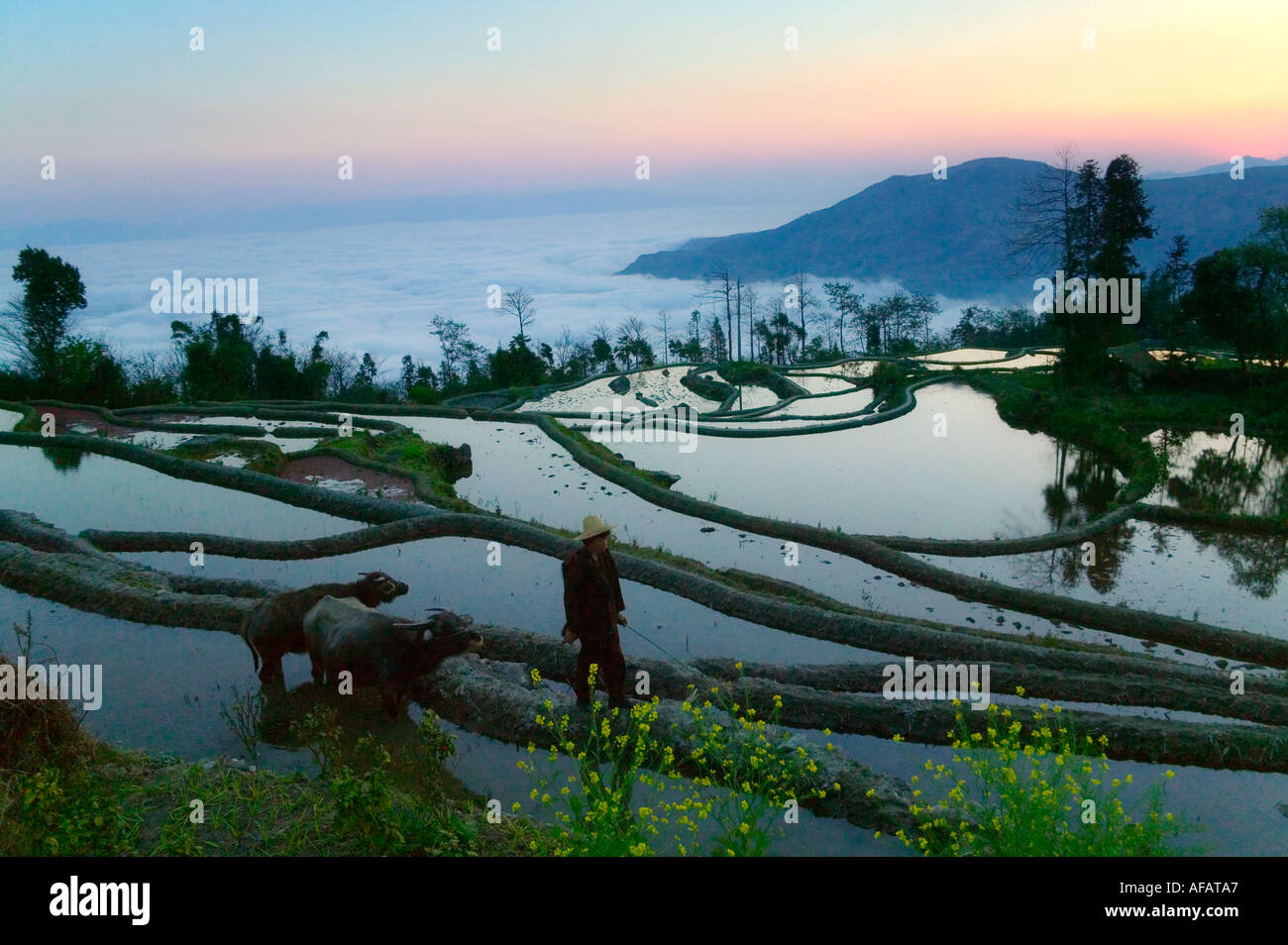 Farmer with water buffalo on water filled rice terraces at dawn in the ...