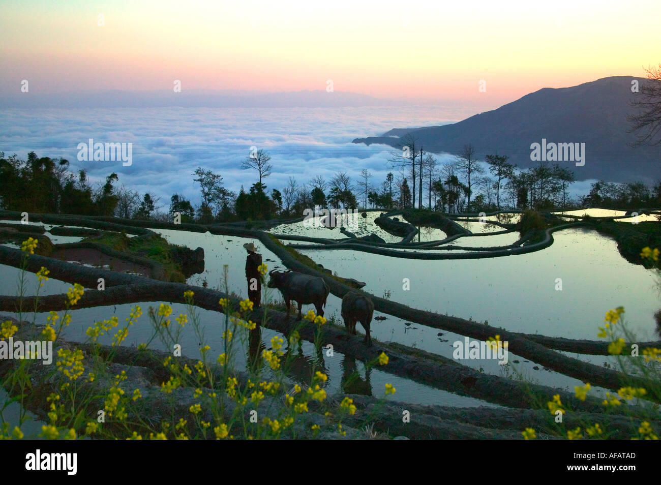 Farmer with water buffalo on water filled rice terraces at dawn in the ...