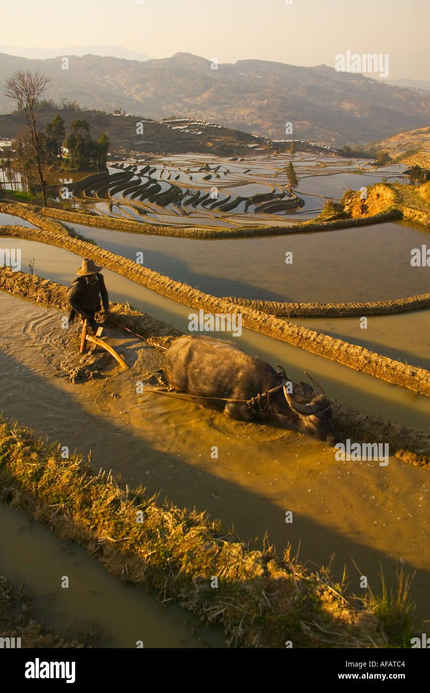 Farmer water filled rice terraces hi-res stock photography and images ...
