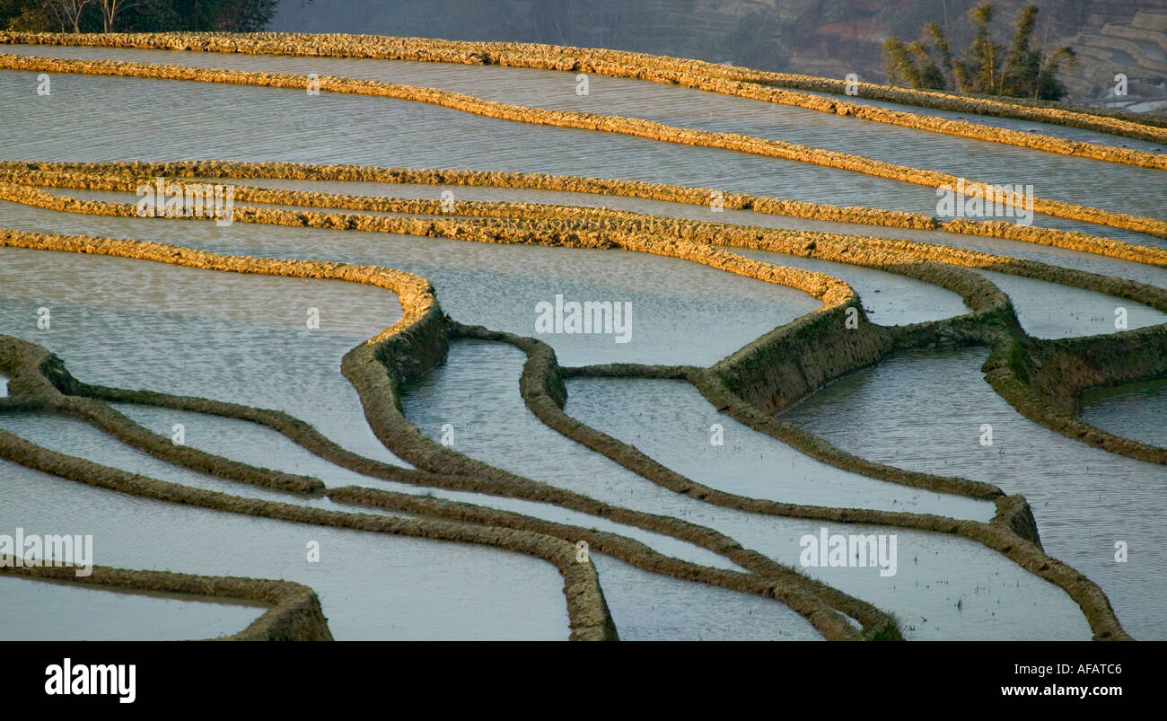 Water filled rice terraces in mist at sunrise in the mountain Yunnan ...