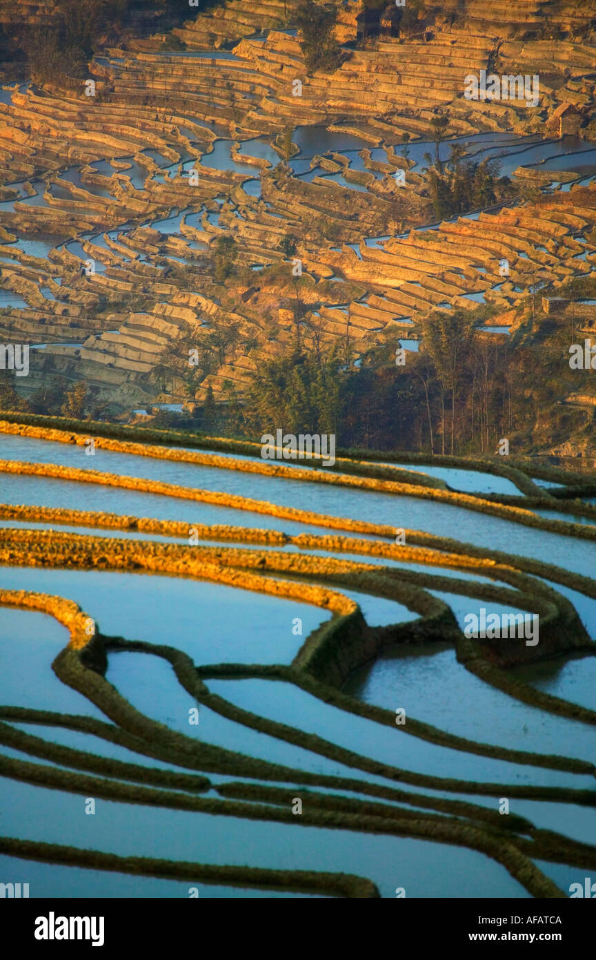 Water filled rice terraces in mist at sunrise in the mountain Yunnan ...