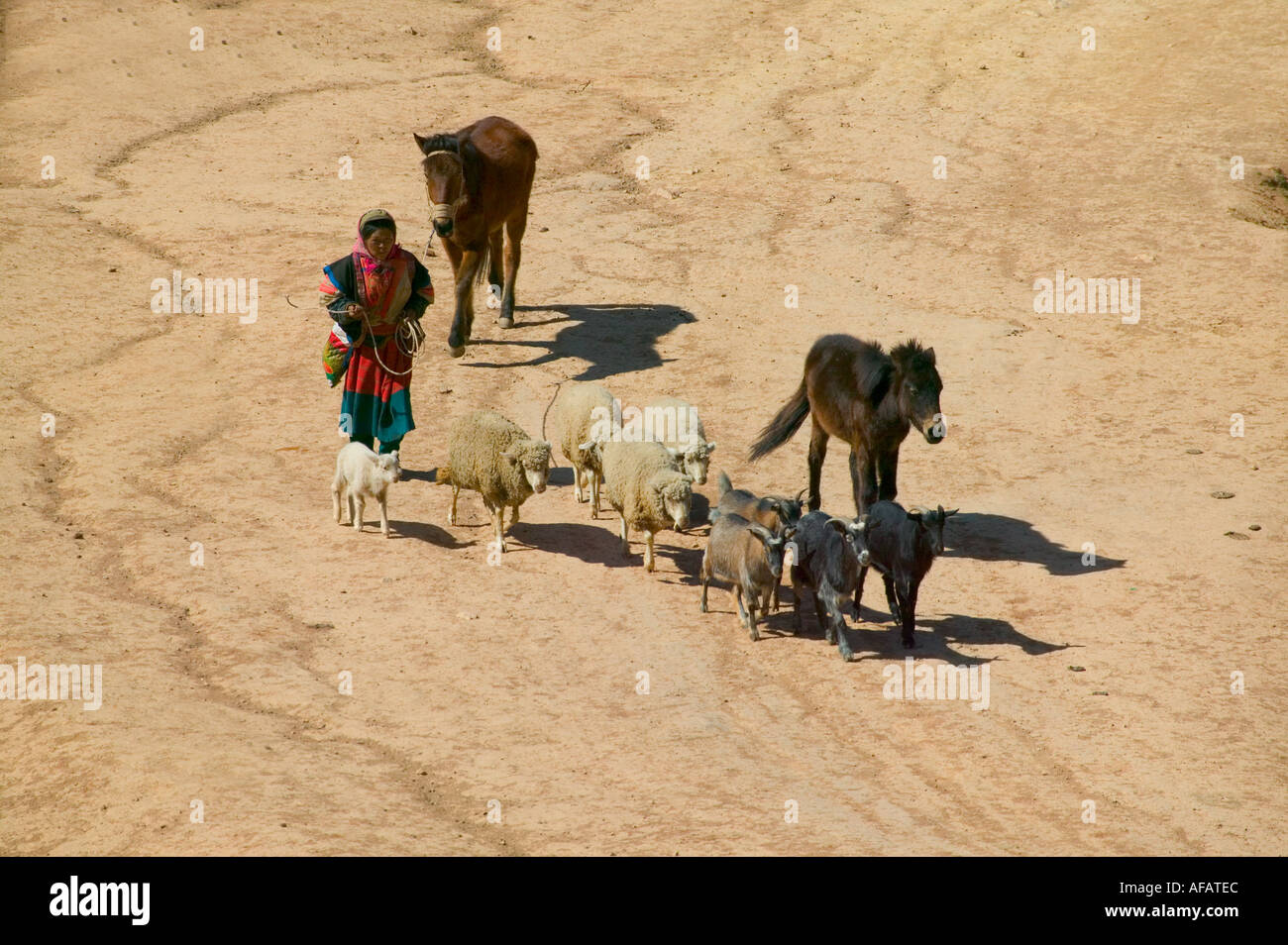 Hani people herding sheep on mountain slope Yunnan China Stock Photo ...
