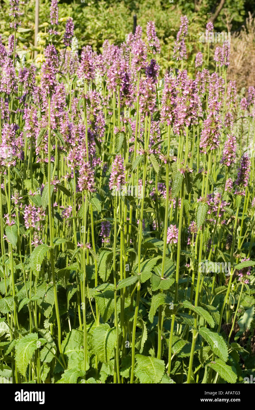Purple stachys officinalis hi-res stock photography and images - Alamy