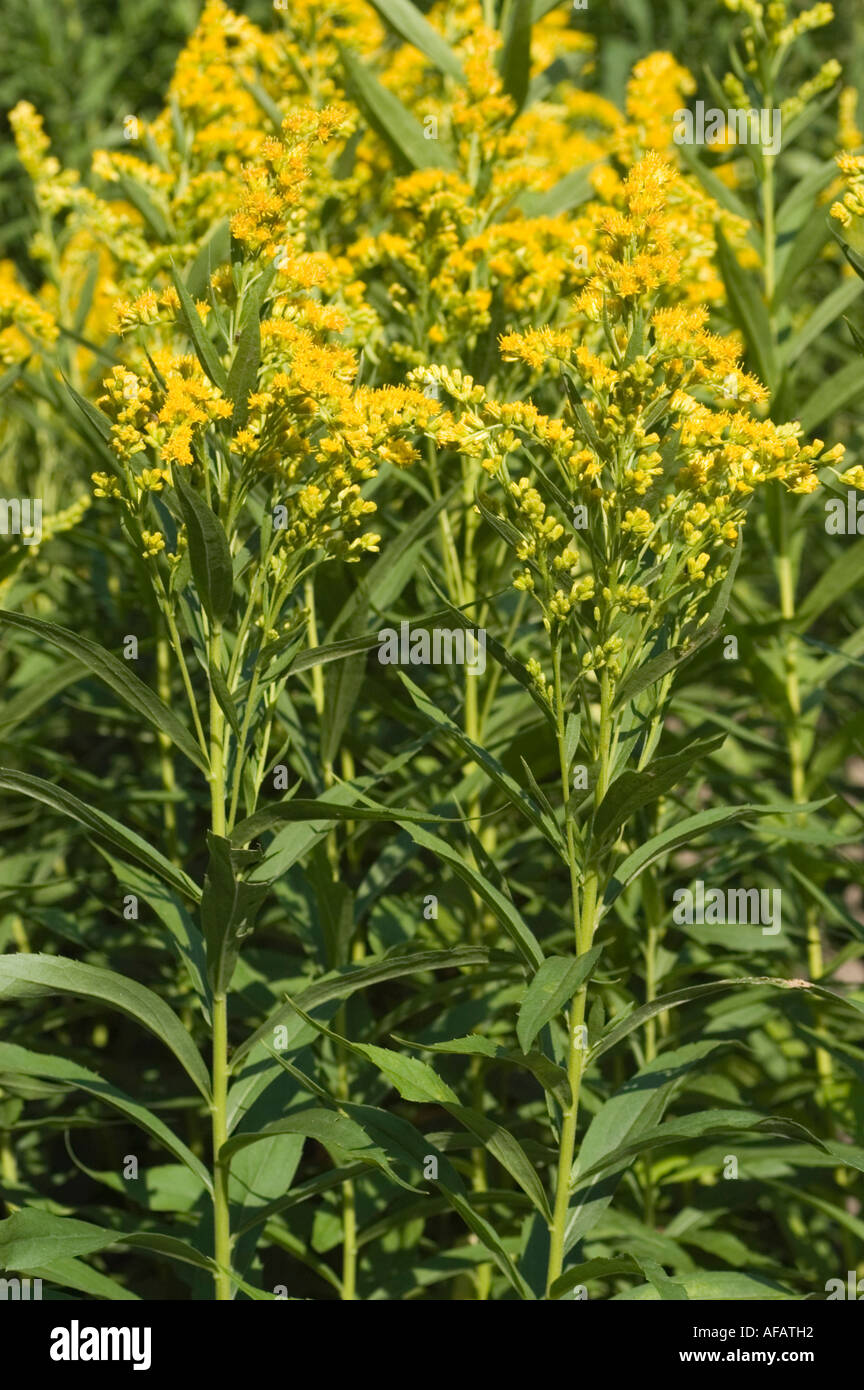 Yellow flowers of Golden Rod Compositae Solidago multiradiata North ...