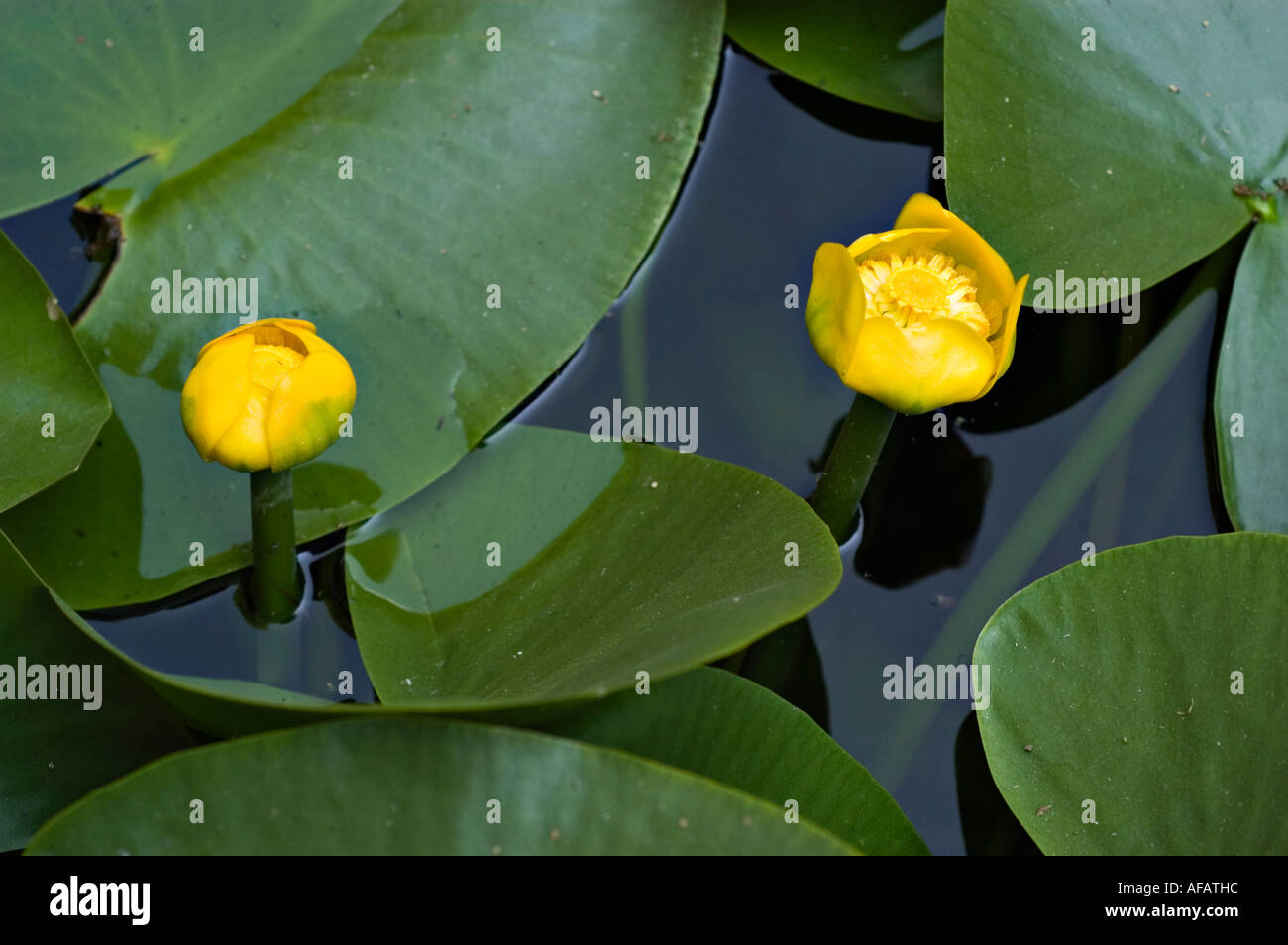 Yellow pond lily or Cow lily or Spatter dock or Yellow cow lily Nympheaceae Nuphar lutea Stock Photo Alamy