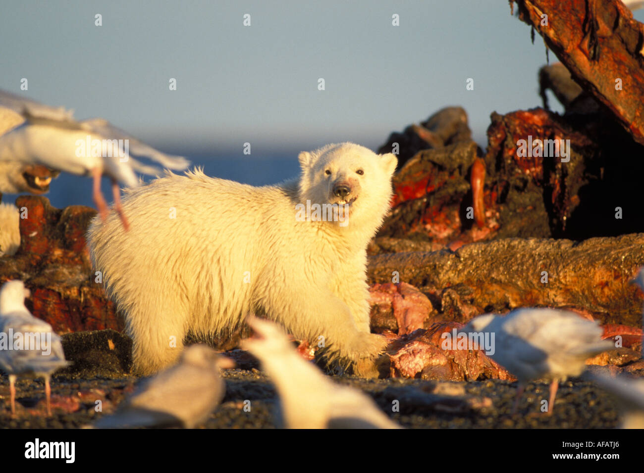 polar bear Ursus maritimus cub scavenging a bowhead whale carcass 1002 ...