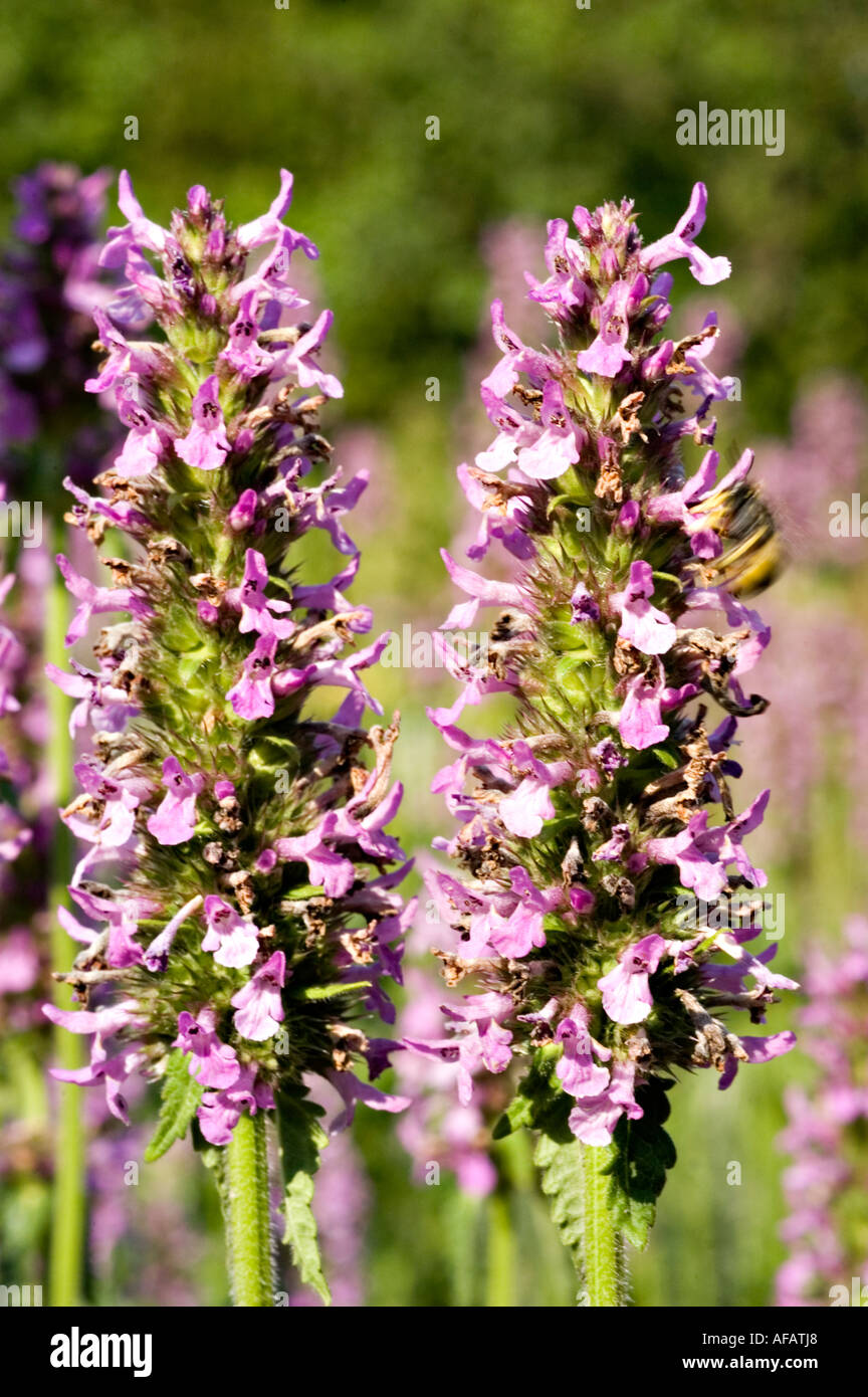 Lousewort purple betony wood betony betony Labiatae Stachys Officinalis ...