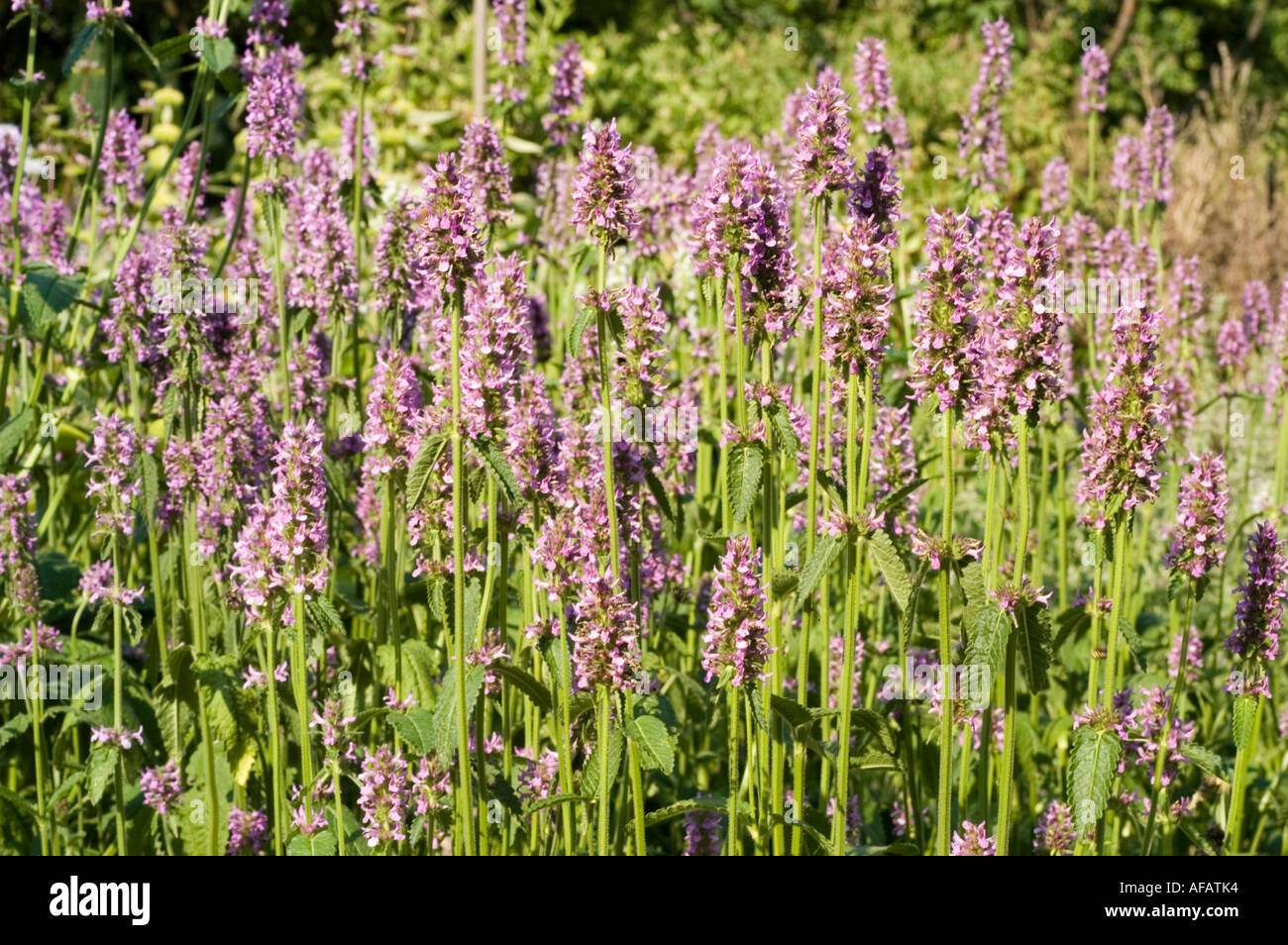 Purple betony (Stachys officinalis) or wood betony flowers blooming in ...