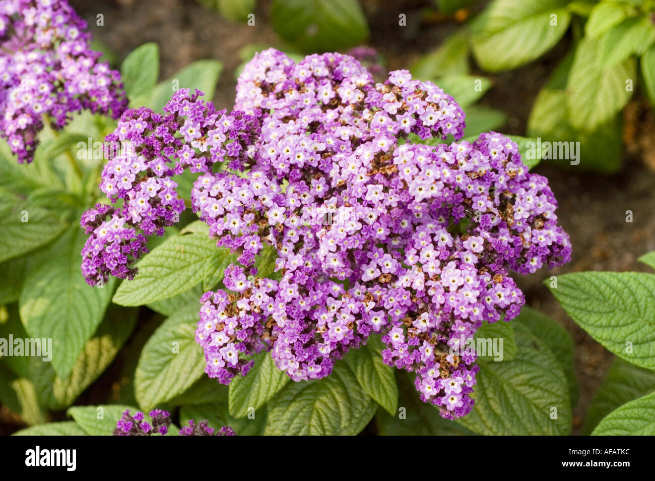 Heliotropium arborescens boraginaceae hi-res stock photography and ...