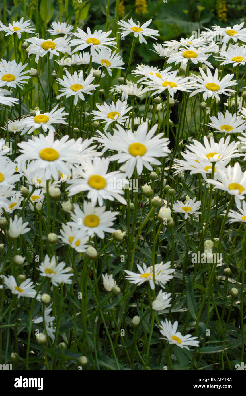 Shasta daisy leucanthemum maximum hi-res stock photography and images ...