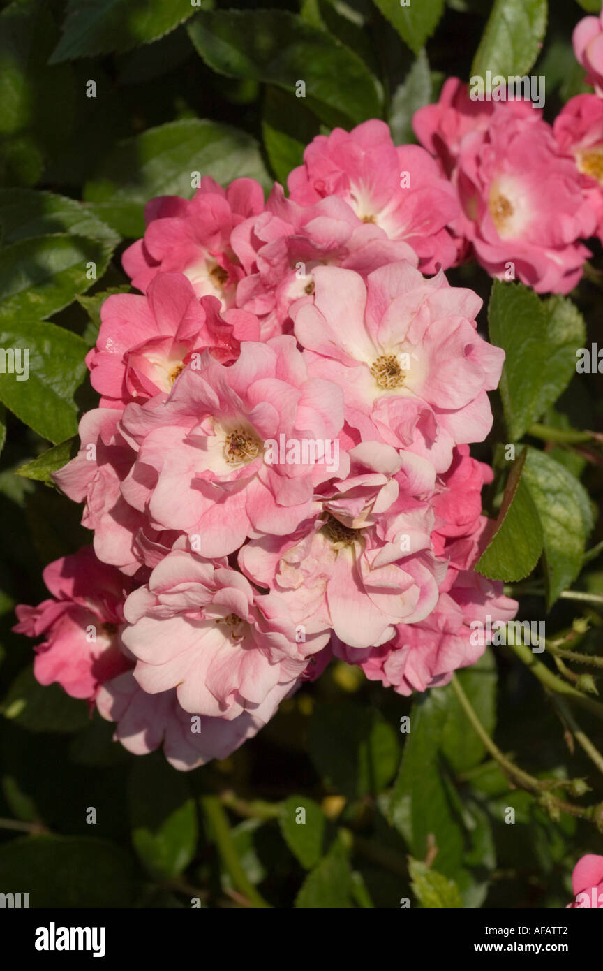 Perla rosa hi-res stock photography and images - Alamy