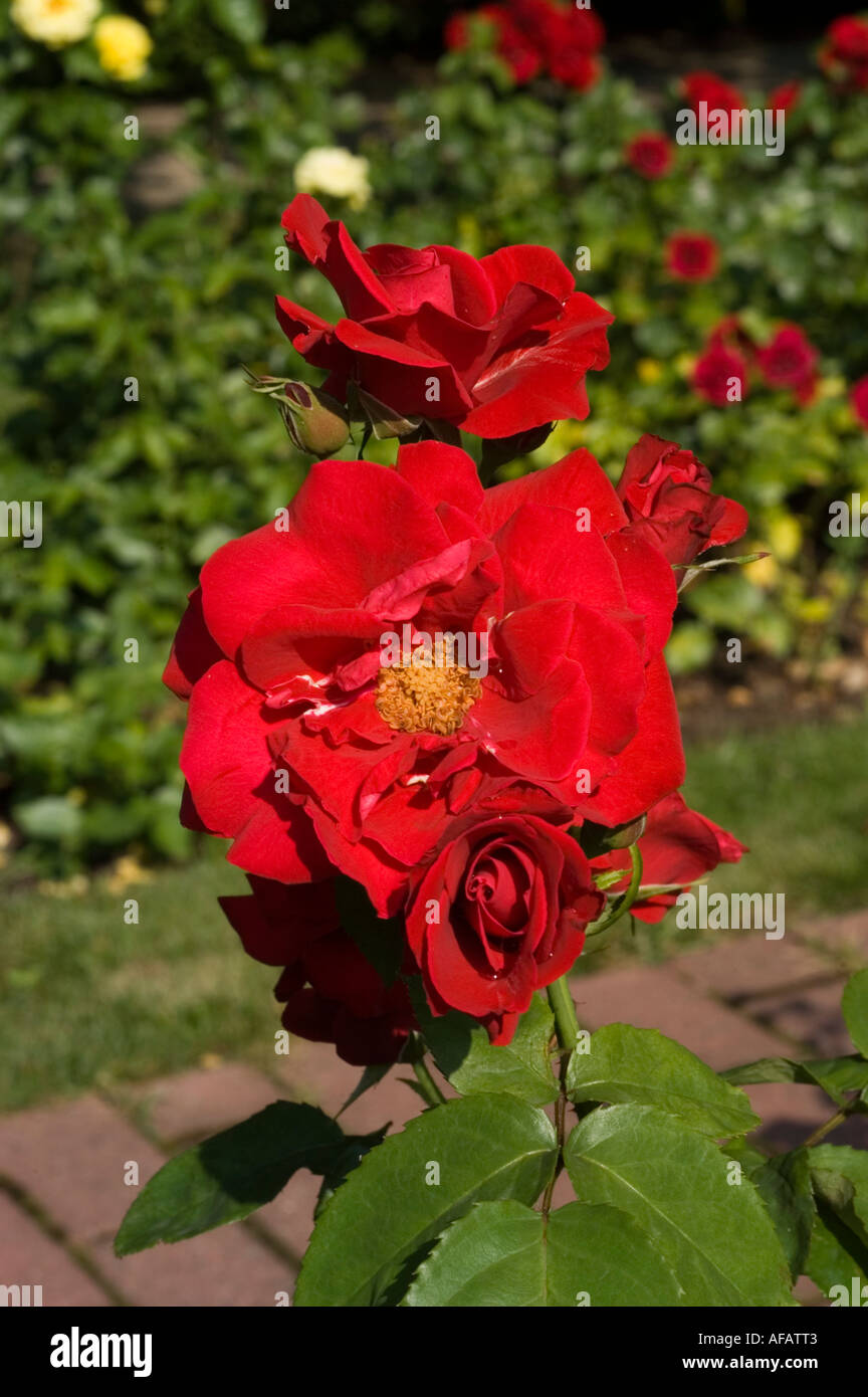 Skaggarak hi-res stock photography and images - Alamy