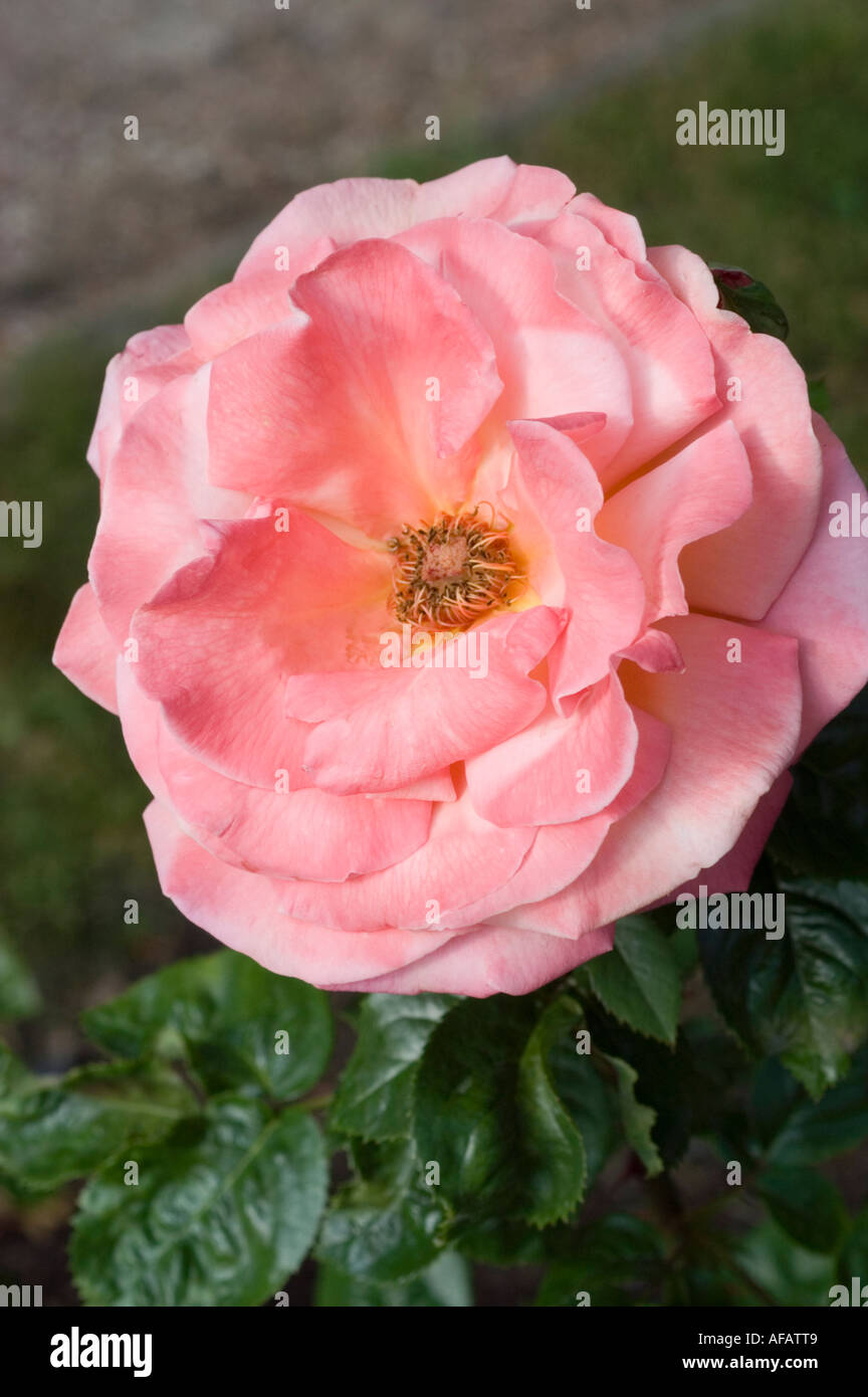Pink Rose Rosaceae Rosa Troika Hort Poulsen 1972 Stock Photo - Alamy
