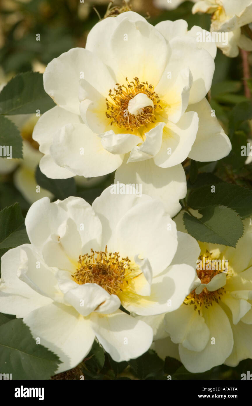 Aicha hi-res stock photography and images - Alamy