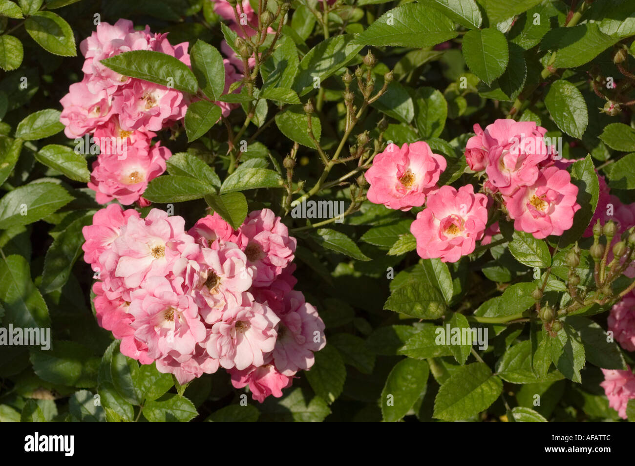 Rosa perla de alcanada hi-res stock photography and images - Alamy