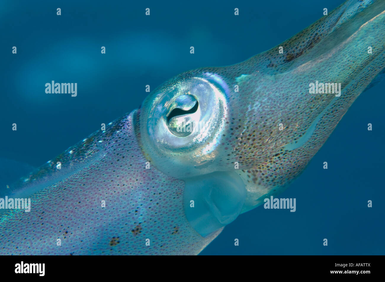 (cuttlefish or squid) and siphon hi-res stock photography and images ...