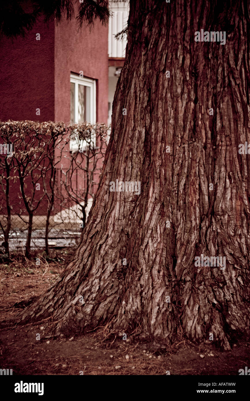Tree in front of building, close-up Stock Photo - Alamy