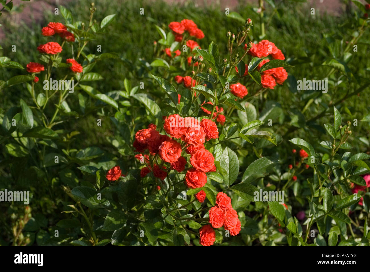 Orange sensation hi-res stock photography and images - Alamy