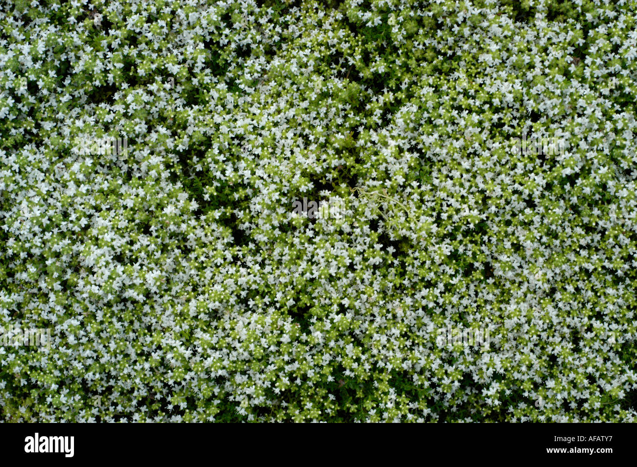 White creeping thyme hi-res stock photography and images - Alamy