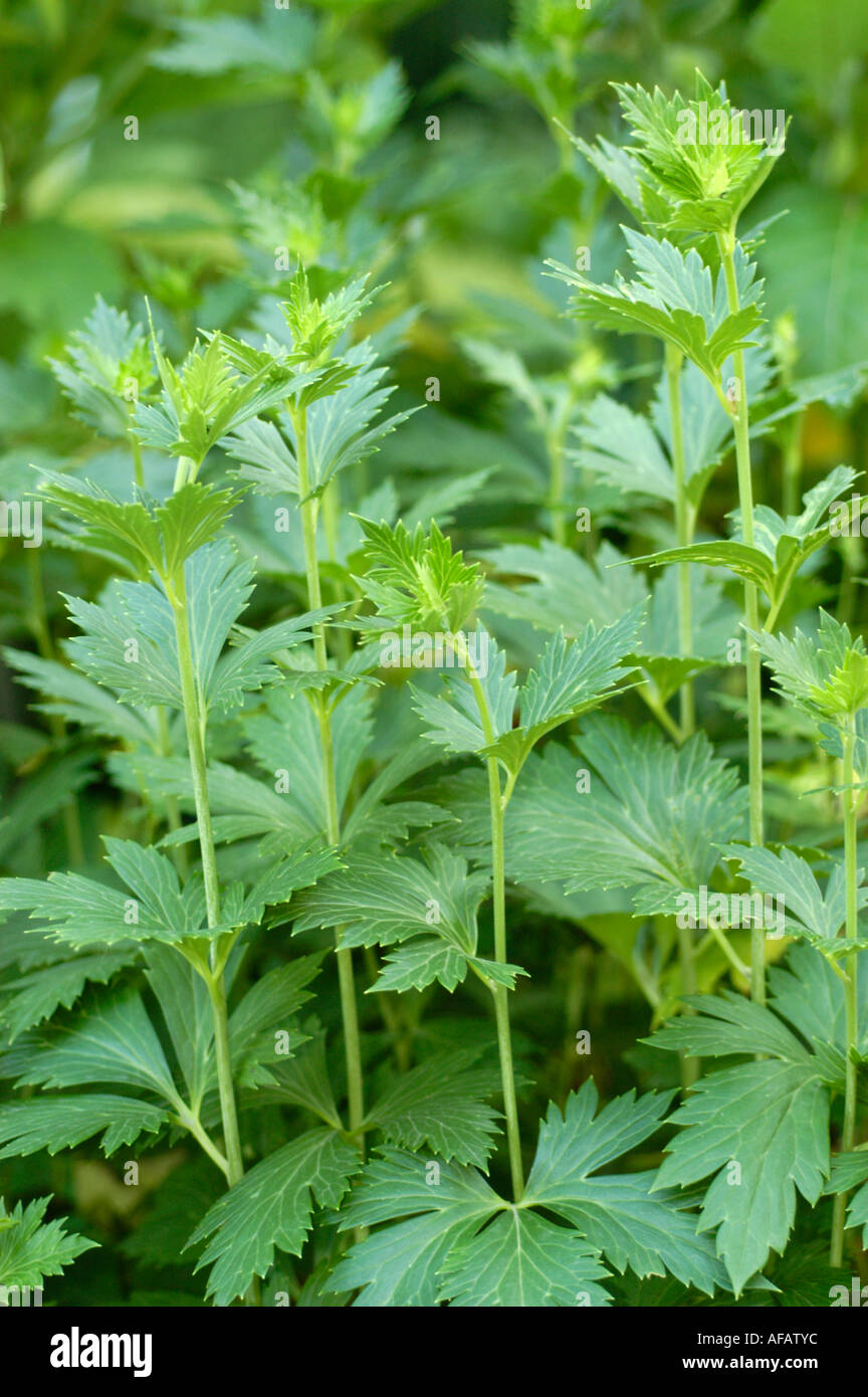 Tobacco plant Nicotiana tabacum Stock Photo - Alamy