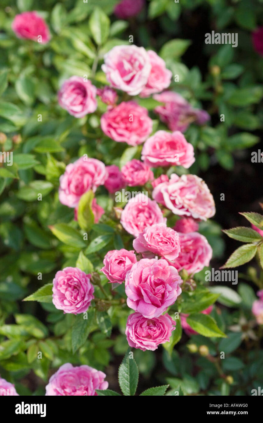 Perla rosa hi-res stock photography and images - Alamy