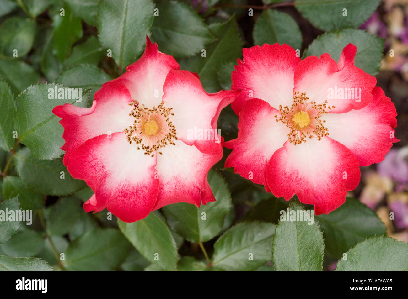 Regensberg rose hi-res stock photography and images - Alamy