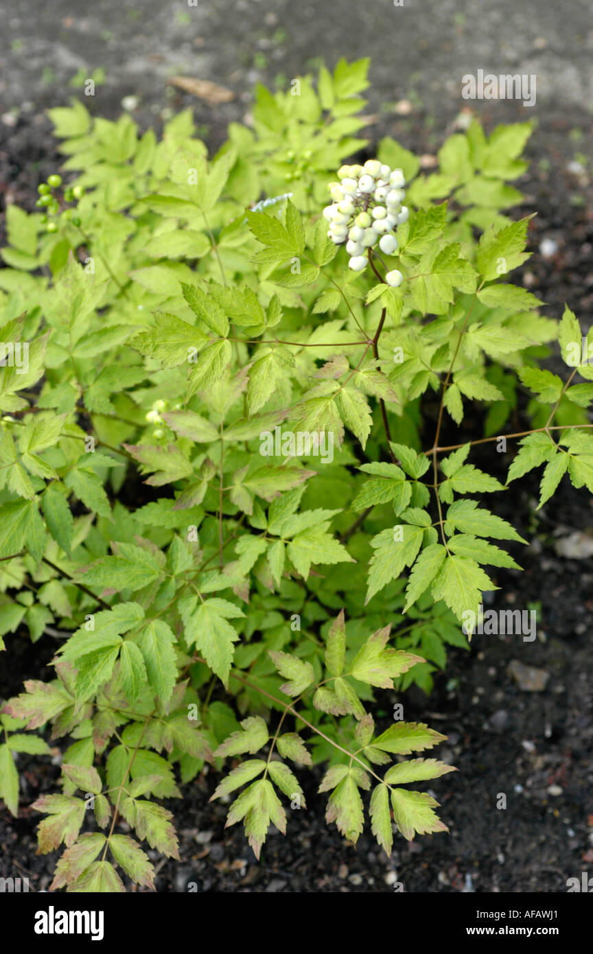 White actaea pachypoda hi-res stock photography and images - Alamy