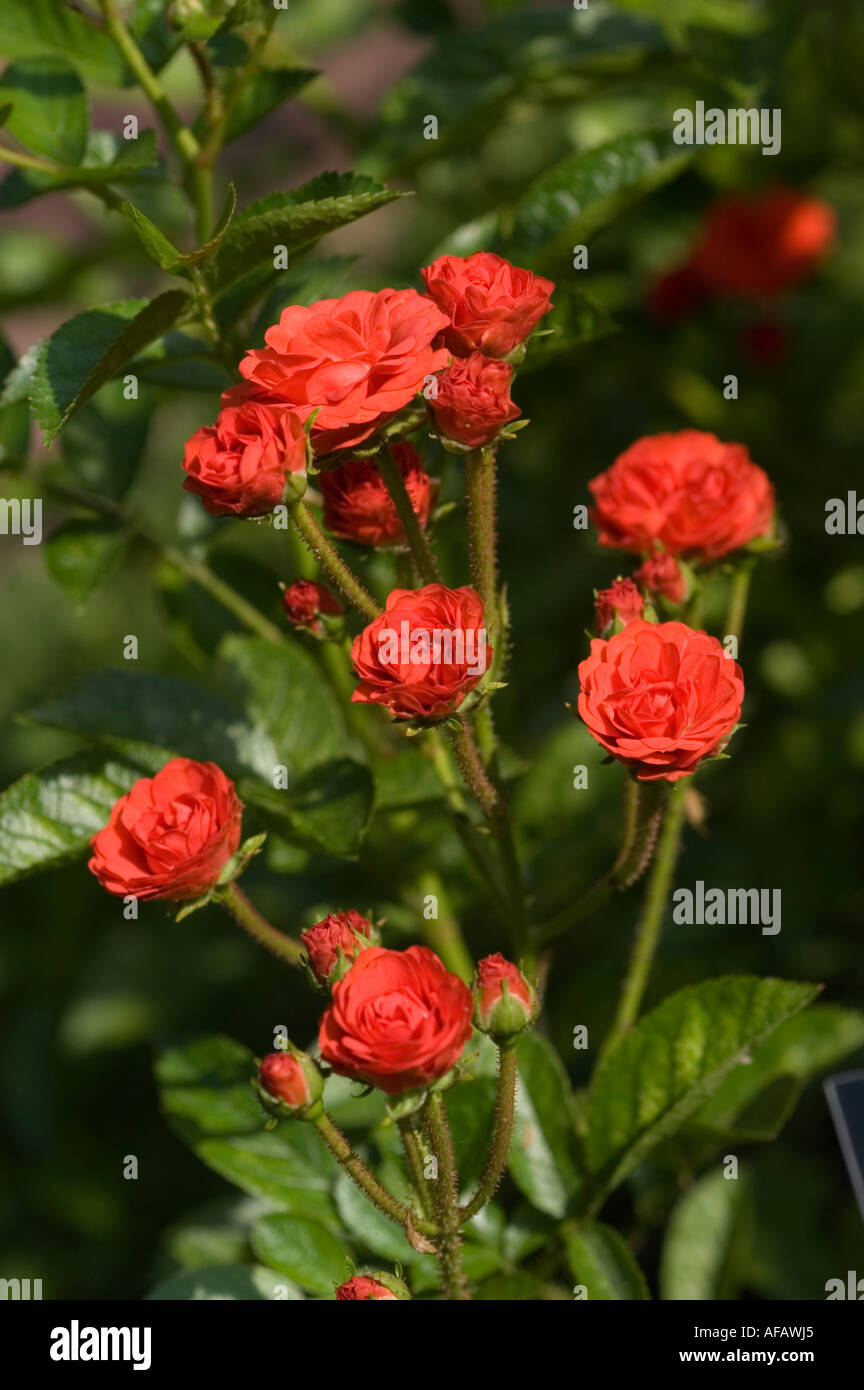 Orange sensation hi-res stock photography and images - Alamy