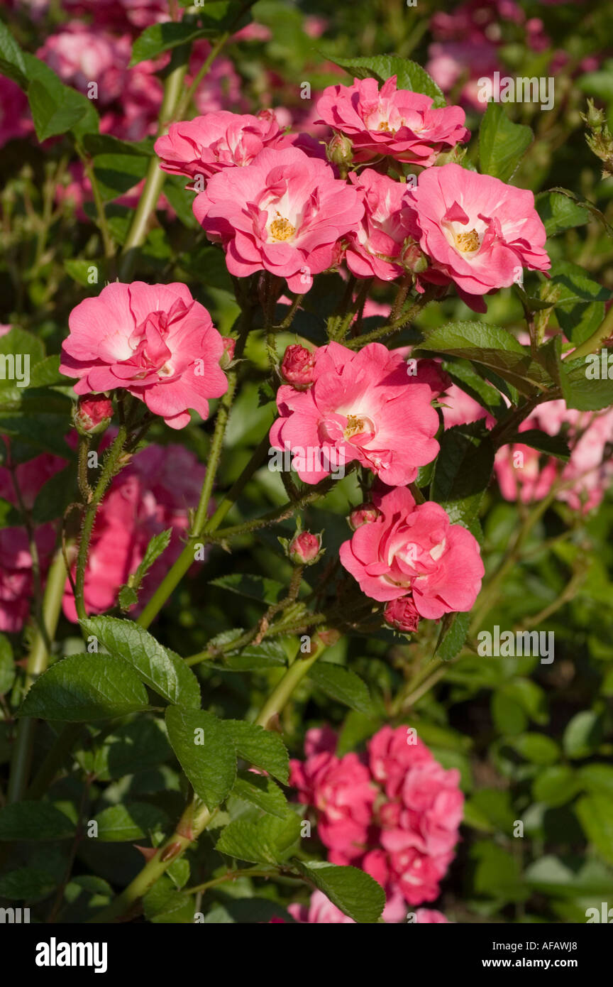 Perla rosa hi-res stock photography and images - Alamy